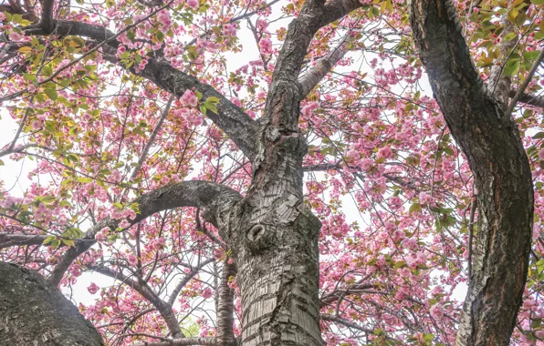 Download wallpaper Tree, Spring, Nature, Spring, Flowering, Cherry ...