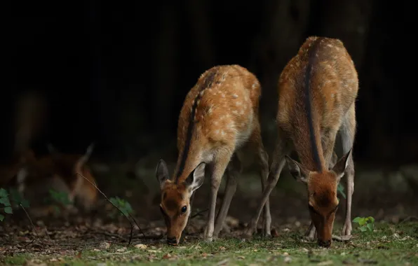 Download wallpaper forest, branches, the dark background, deer, pair ...