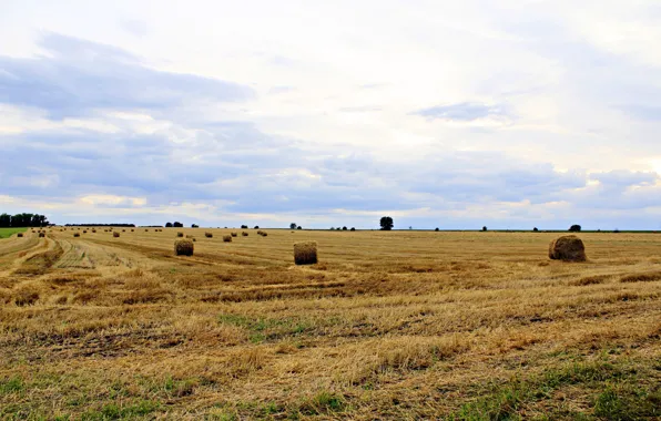 Wallpaper summer, the sun, sunset, nature for mobile and desktop ...