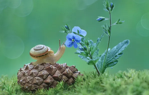 Download wallpaper flower, macro, snail, bump, section animals in ...