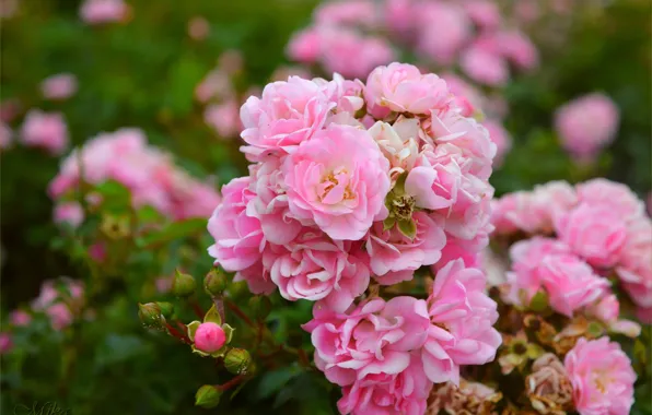 Wallpaper Roses, Roses, Pink roses, Pink roses for mobile and desktop, section цветы, resolution ...