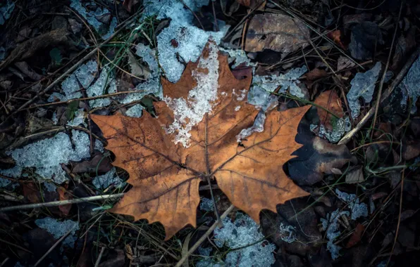 Wallpaper nature, sheet, background for mobile and desktop, section ...