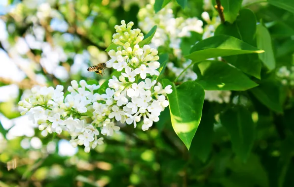 Download wallpaper spring, may, white lilac, flight of the wasp ...
