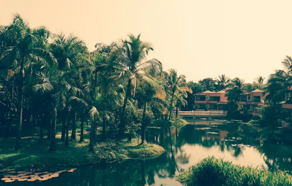 Wallpaper landscape, palm trees, Goa for mobile and desktop, section ...