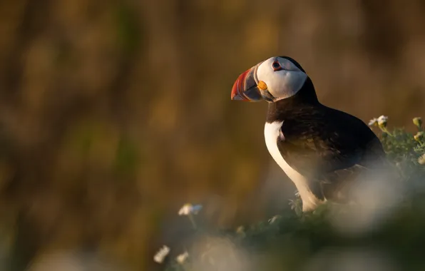 Wallpaper background, bird, stalled for mobile and desktop, section ...