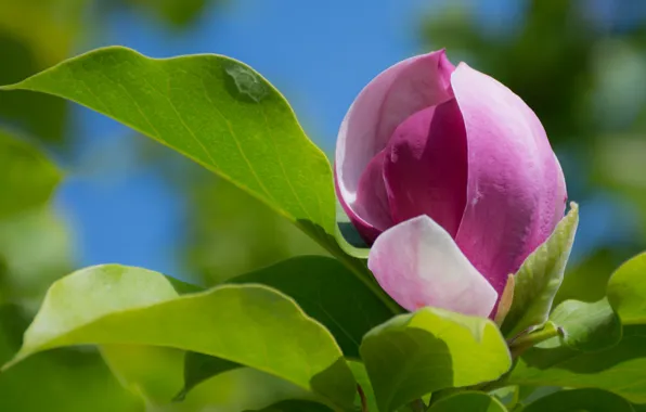 Wallpaper trees, flowers, buds, Magnolia for mobile and desktop ...