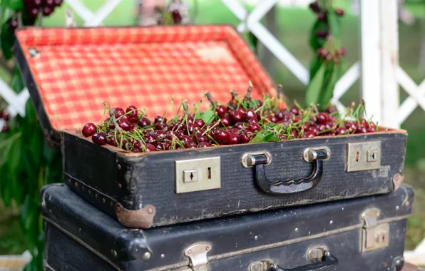Wallpaper cherry, suitcase, a lot, cherry for mobile and desktop ...