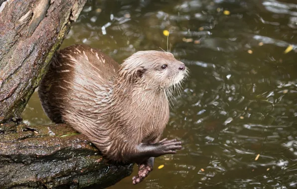 Download wallpaper pose, legs, predator, muzzle, log, pond, otter ...