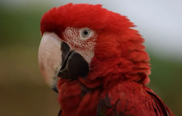 Wallpaper red, bird, Parrot, Ara for mobile and desktop, section ...