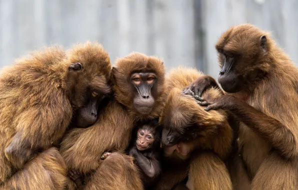 Wallpaper animals, cold, wildlife, apes for mobile and desktop, section ...