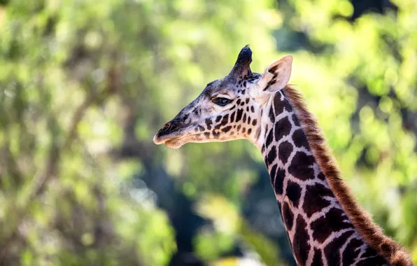 Wallpaper large, giraffe, color, neck for mobile and desktop, section ...