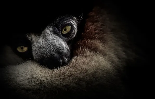 Wallpaper nature, background, animal, lemur for mobile and desktop ...