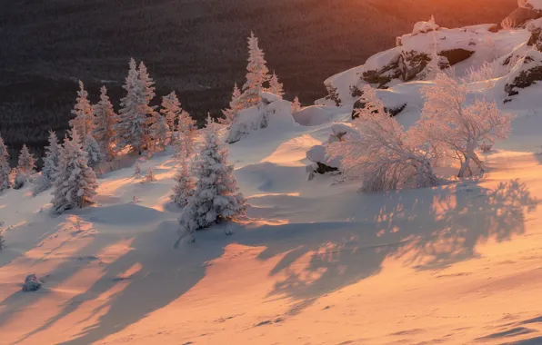 Wallpaper Snow, Zima, trees for mobile and desktop, section природа ...