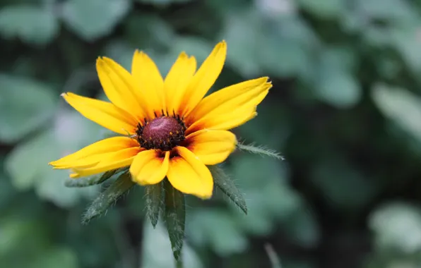Wallpaper greens, flower, macro, flowers, nature, yellow, background ...