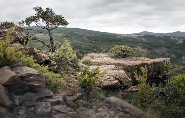 Wallpaper nature, tree, mountain for mobile and desktop, section ...