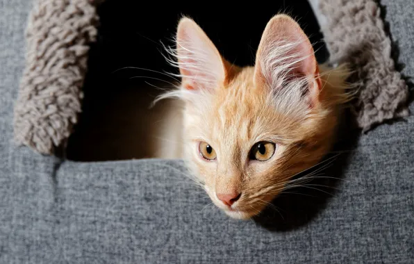 Wallpaper cat, kitty, red, cat house images for desktop, section кошки ...