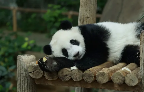 Wallpaper face, nature, pose, stay, bear, Panda, lies, bear for mobile ...