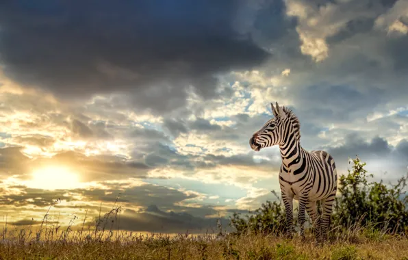 Wallpaper field, the sky, clouds, clouds, nature, Zebra, the bushes, against the sky images for ...