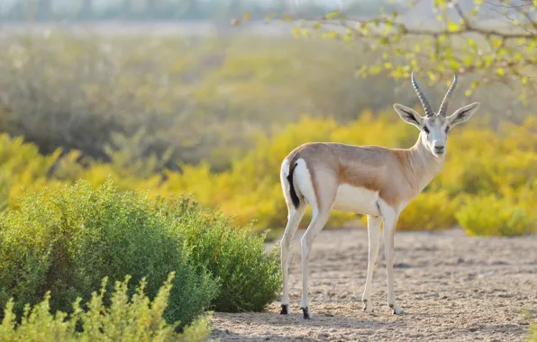 Wallpaper nature, the bushes, Gazelle for mobile and desktop, section ...