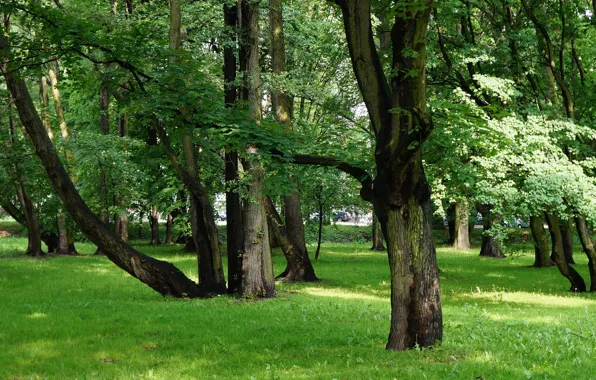 Download wallpaper green, forest, park, tree, section landscapes in ...