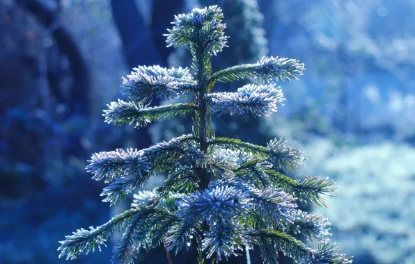 Download wallpaper winter, snow, tree, cold, spruce, section nature in ...