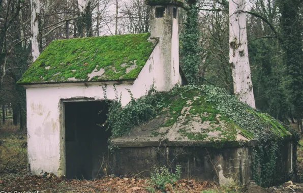 Wallpaper green, house, building for mobile and desktop, section ...