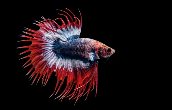 Download wallpaper macro, background, fish, fish, section animals in ...
