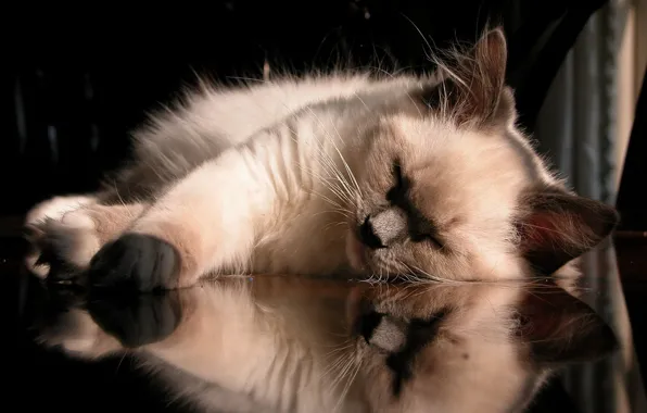 Wallpaper reflection, Koshak, relax images for desktop, section кошки ...