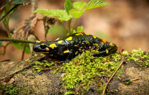 Wallpaper leaves, macro, swamp, moss, lizard, black, color, log for ...