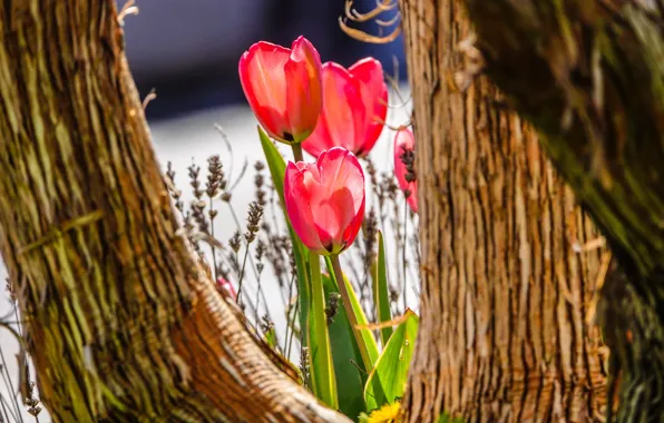 Wallpaper light, flowers, tree, trunks, spring, tulips, red, trio for ...