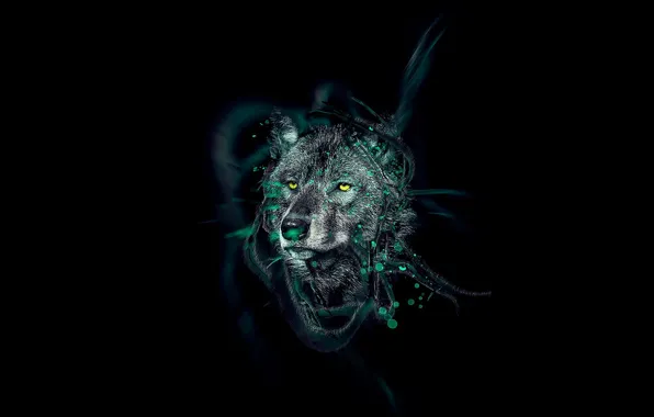 Download wallpaper look, wolf, predator, black background, Justin ...