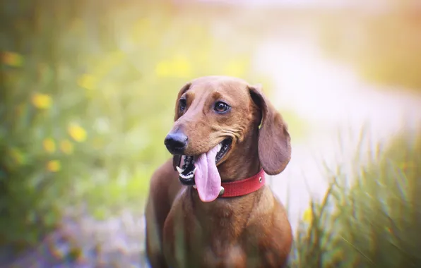 Download wallpaper language, background, each, spring, Dachshund ...