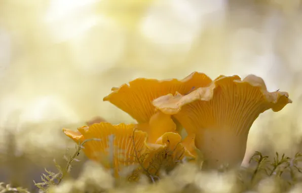 Wallpaper nature, mushrooms, bokeh, chanterelles, family for mobile and ...