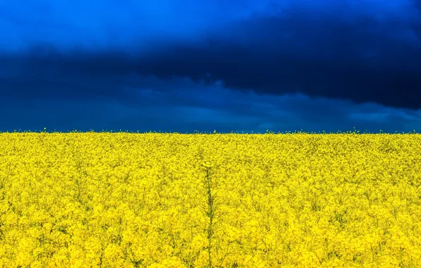 Wallpaper the sky, nature, rape for mobile and desktop, section природа ...