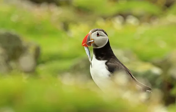 Wallpaper nature, bird, fish, stalled, green background, bokeh, mining ...