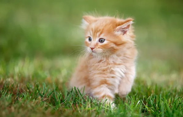 Wallpaper grass, baby, red, kitty, bokeh for mobile and desktop ...