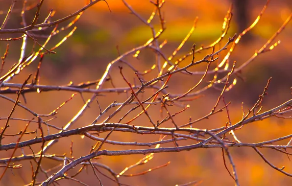 Wallpaper autumn, tree, twig for mobile and desktop, section природа ...