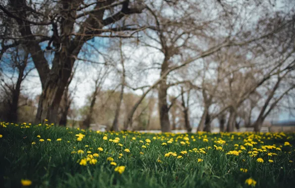 Wallpaper grass, trees, flowers, yellow, dandelions for mobile and ...