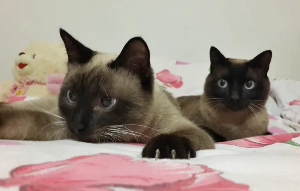 Wallpaper claws, plays, 2 cats for mobile and desktop, section животные ...