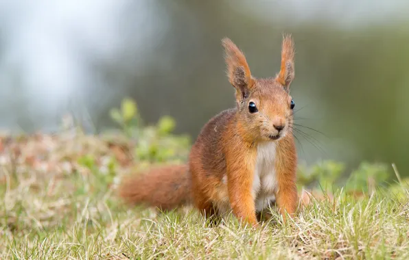 Wallpaper protein, tail, red, rodent for mobile and desktop, section ...