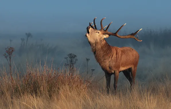 Download wallpaper field, autumn, grass, light, nature, pose, fog ...