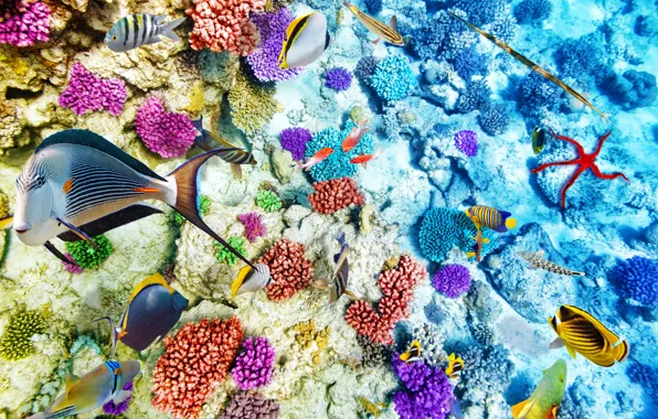 Download wallpaper fish, the ocean, world, underwater world, underwater ...