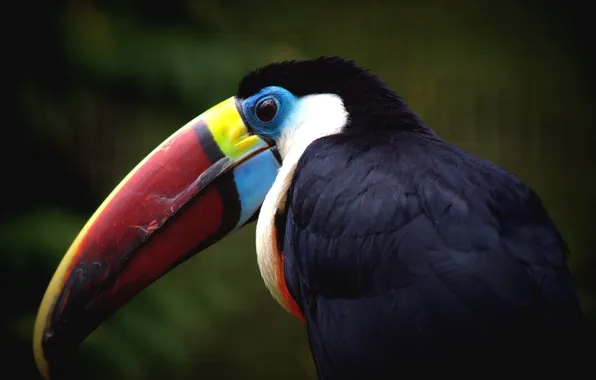 Wallpaper bird, beak, Toucan for mobile and desktop, section животные ...