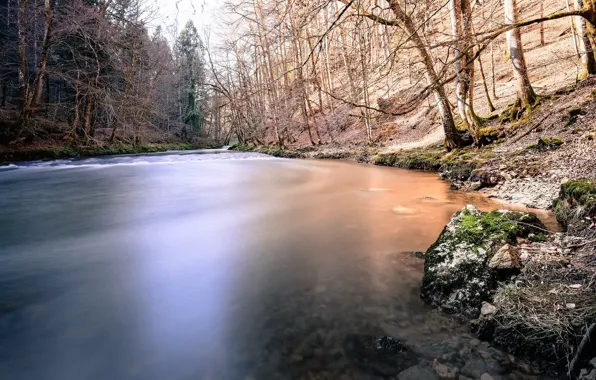 Download wallpaper forest, nature, river, section nature in resolution ...