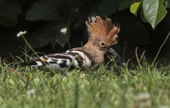 Wallpaper grass, bird, hoopoe for mobile and desktop, section животные ...
