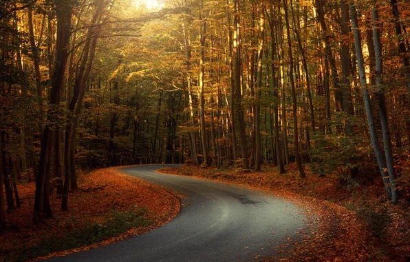Wallpaper red, road, sunset, autumn, leaves for mobile and desktop ...