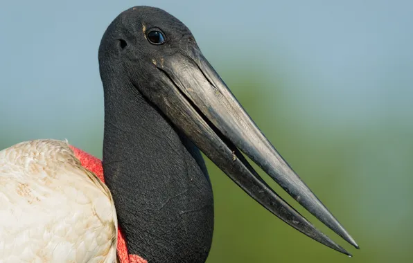 Wallpaper nature, background, bird, Jabiru Stork Closeup for mobile and ...