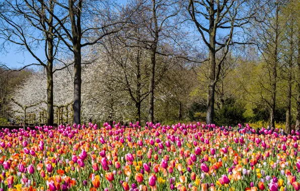Download wallpaper the sun, trees, flowers, Park, spring, tulips ...