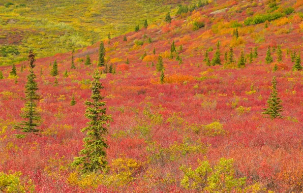 Wallpaper grass, trees, flowers, mountains, slope for mobile and ...