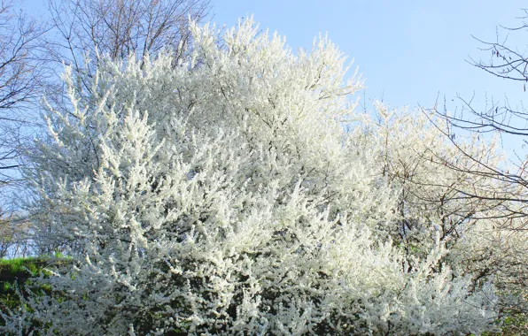 Wallpaper white, tree, spring images for desktop, section природа ...